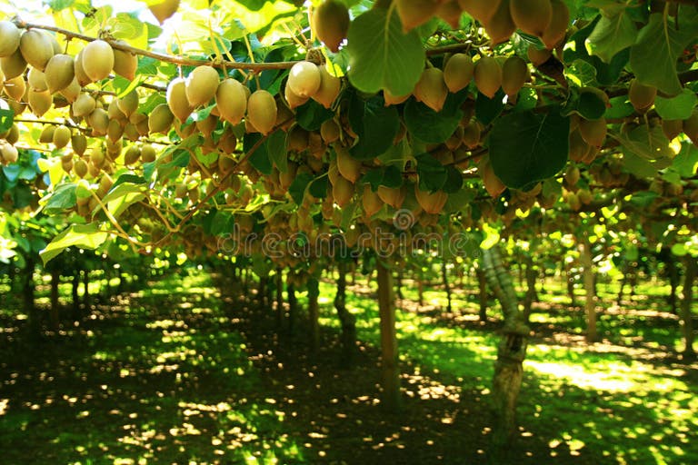 Kiwi tree stock photo. Image of fruit, fruits, green, freshest - 9165650