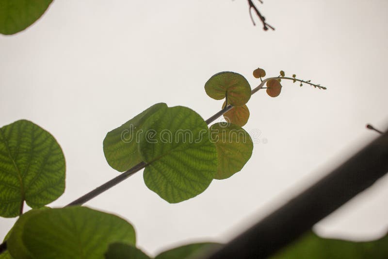 Kiwi Tree Branches Growing Fast Stock Image - Image of vegetable ...