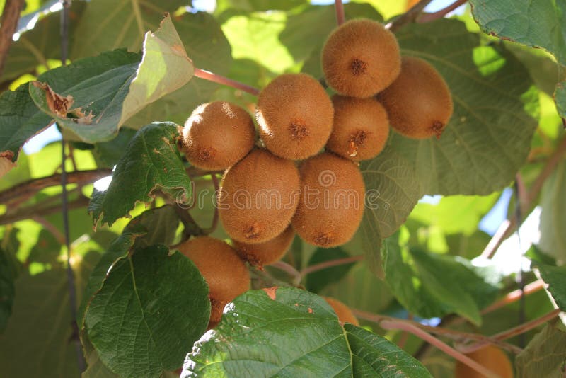 Kiwi tree stock image. Image of tropical, ripe, kiwi - 62682979