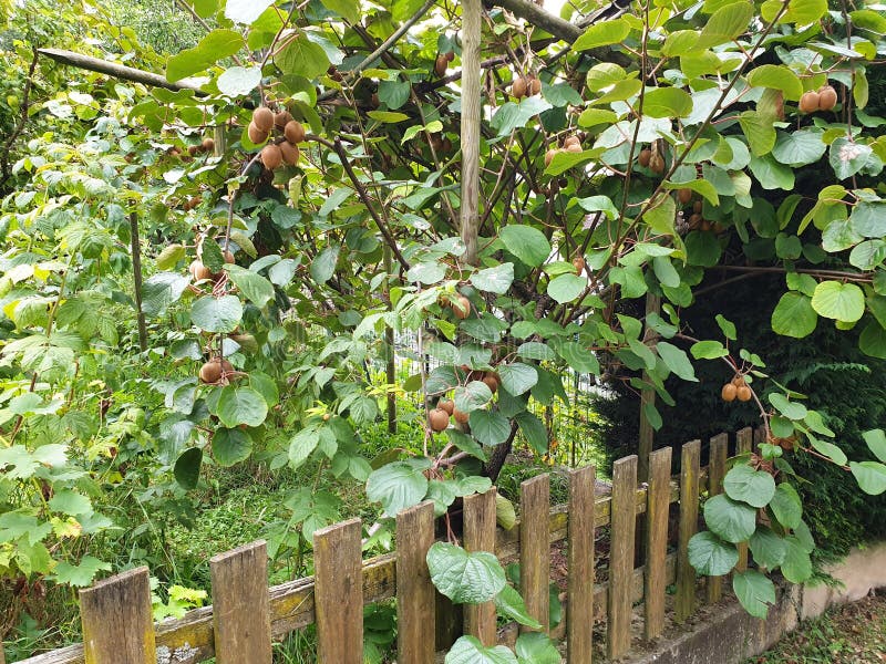 Kiwi tree stock photo. Image of fruit, fruits, green, freshest - 9165650