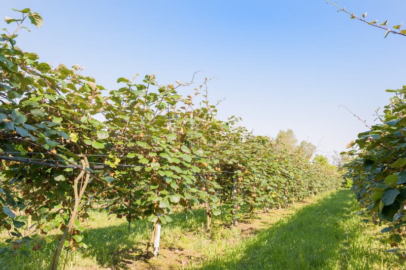 Kiwi tree stock photo. Image of hanging, food, branches - 81385978