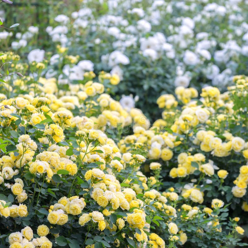 Gula Rosor Med Vattendroppe Arkivfoto - Bild av ordnings, garnering ...