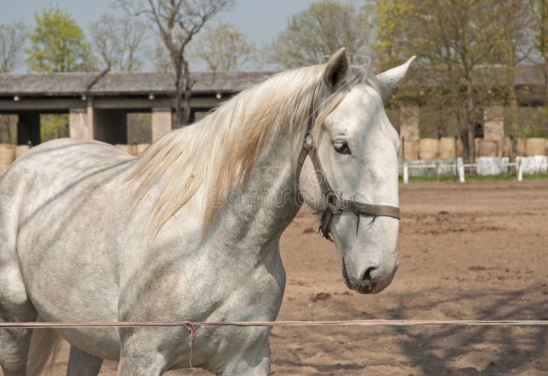 Kladruber stock photo. Image of noble, mane, breed, majesty - 41291764