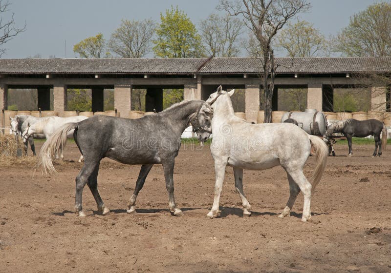 Kladruber stock image. Image of stallion, historic, noble - 41291765