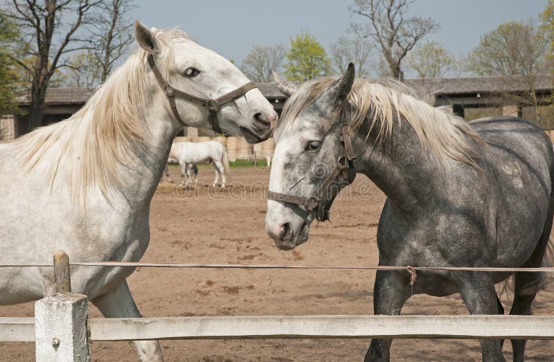 Kladruber stock image. Image of stallion, historic, noble - 41291765