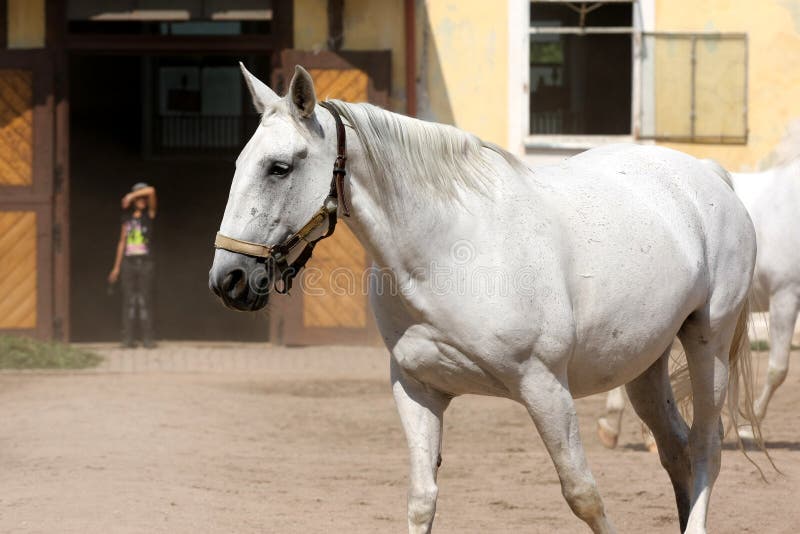 Kladruber, Oldkladruby Horse Stock Image - Image of stud, horseback ...
