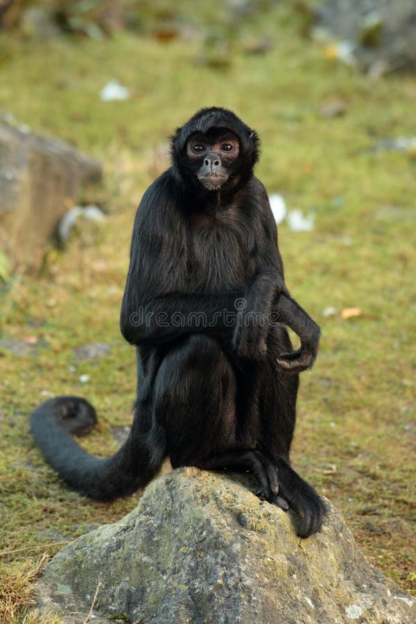 Klammeraffen. stockbild. Bild von nave, frontal, wild - 35774427