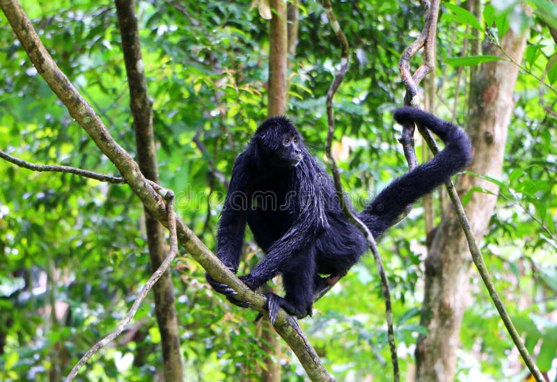 Klammeraffen Der Klasse Ateles Stockfoto - Bild von zweig, blatt: 44246868