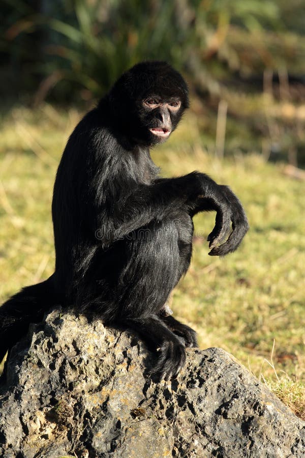 Klammeraffen. stockbild. Bild von nave, frontal, wild - 35774427