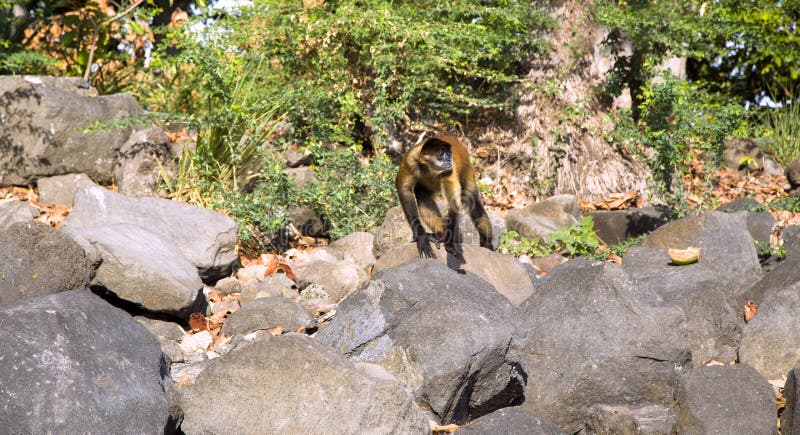 Klammeraffen Sind Die Neue Weltaffen, Die Der Klasse Ateles Geh?ren ...