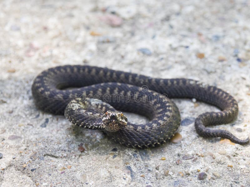 Klar huggorm fotografering för bildbyråer. Bild av härlig - 102437697