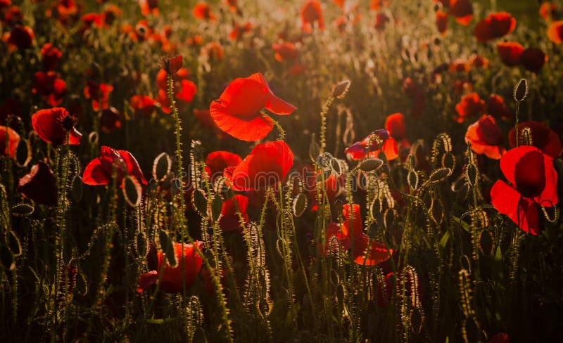 Klares Mohnblumenfeld stockbild. Bild von wolken, mohnblume - 34019439