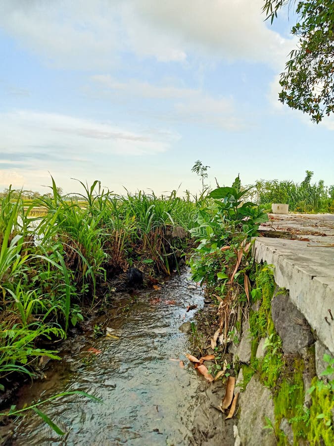 Rice Field Irrigation Channels Stock Image - Image of wetland ...