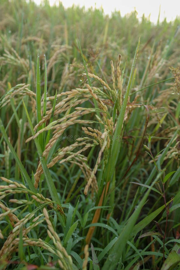 Rice panicles stock photo. Image of grains, rice, panicles - 29292296