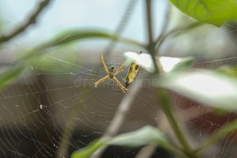 Strong Spider Web stock photo. Image of built, strong - 207897062