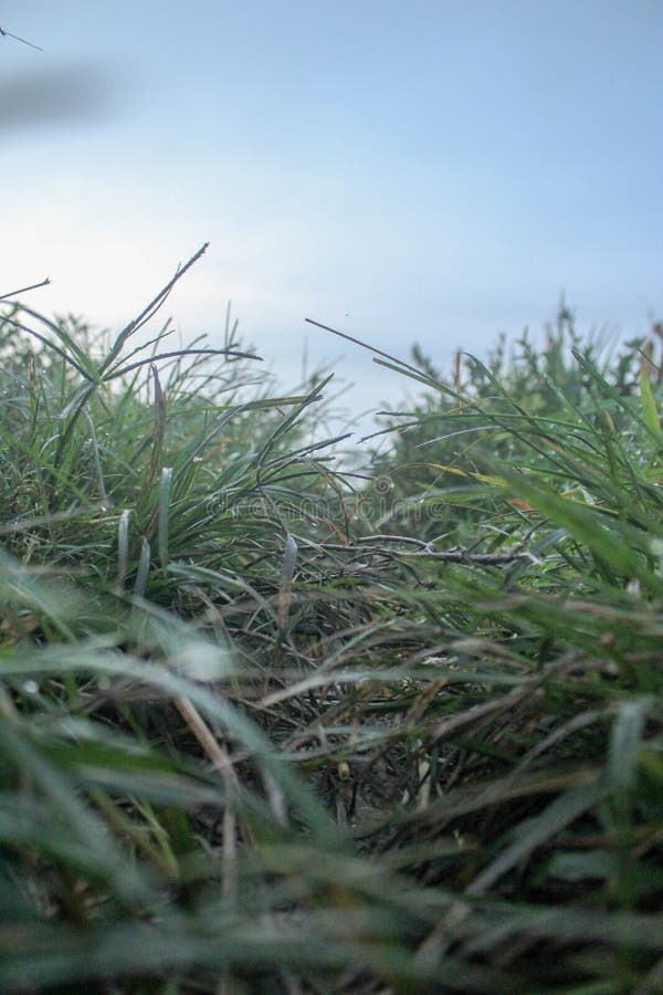 Grass in the rice fields stock image. Image of field - 207896193
