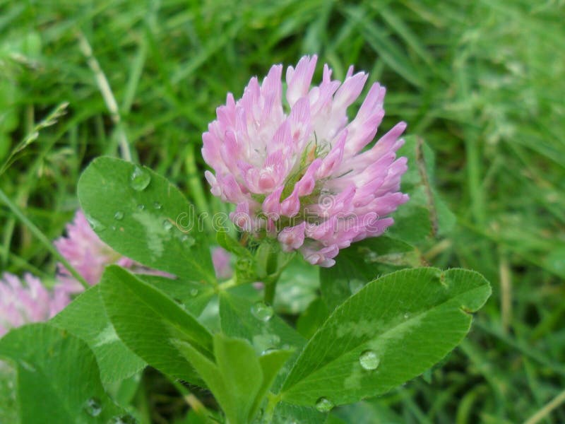 Klaver met bladeren stock afbeelding. Afbeelding bestaande uit ...