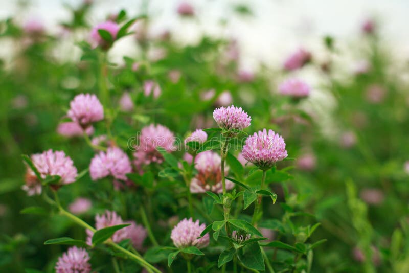 Große Rosa Kleewiese Unter Blauem Himmel Stockfoto - Bild von feld ...