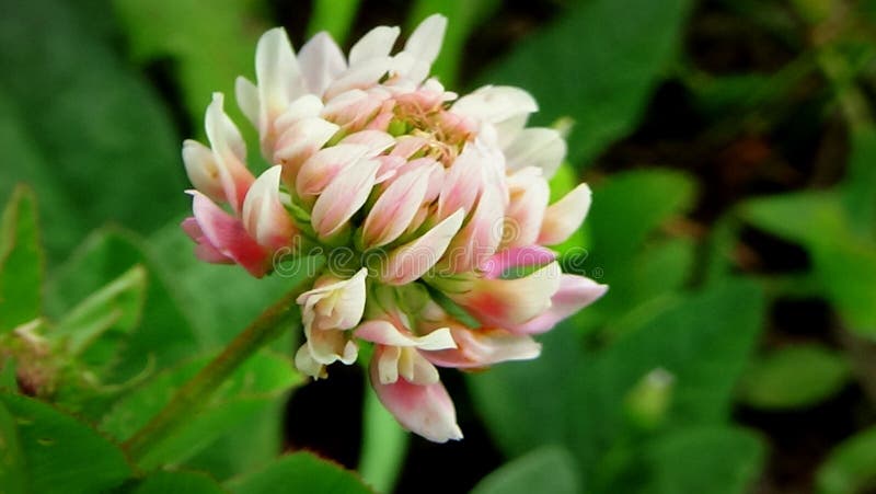 Klee stockbild. Bild von rosa, klee, blüte, sommer, grün - 51071959