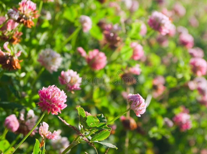 Roter Klee stockfoto. Bild von wiese, apotheke, blume - 19808268