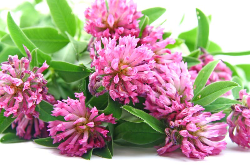 Roter Klee stockbild. Bild von frühling, klee, blatt - 152914445