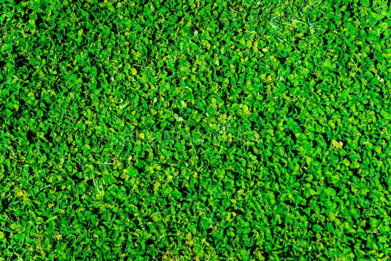 Kleefeld stockbild. Bild von gras, feld, werft, hinterhof - 144364479