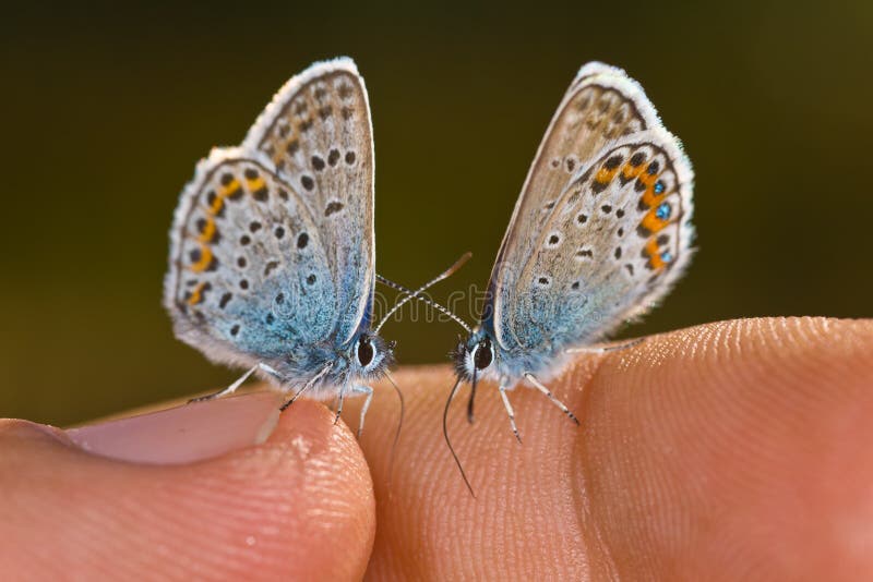 Twee kleine vlinders stock foto. Image of pijnboom, naald - 14814356