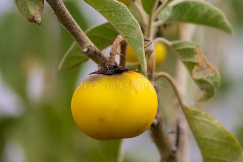 Klein geel fruit op boom stock foto. Image of voeding - 94579070