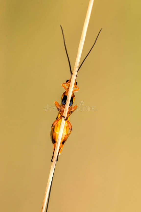Klein geel insect stock foto. Image of sluit, textuur - 47467404