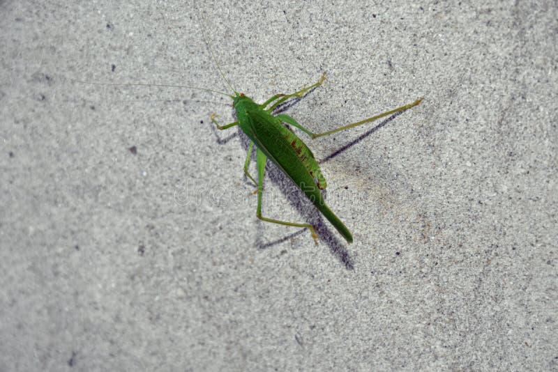 Groen insect stock foto. Image of zeer, roze, mooi, blauw - 73400916