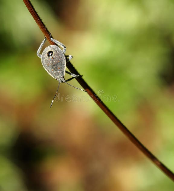 Kleine Insect Kruipt Op Een Takje Stock Foto - Image of insect, vlek ...