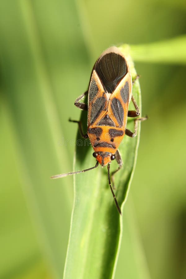Klein Insect in De Groene Tuin Stock Foto - Image of harig, gras: 71796752