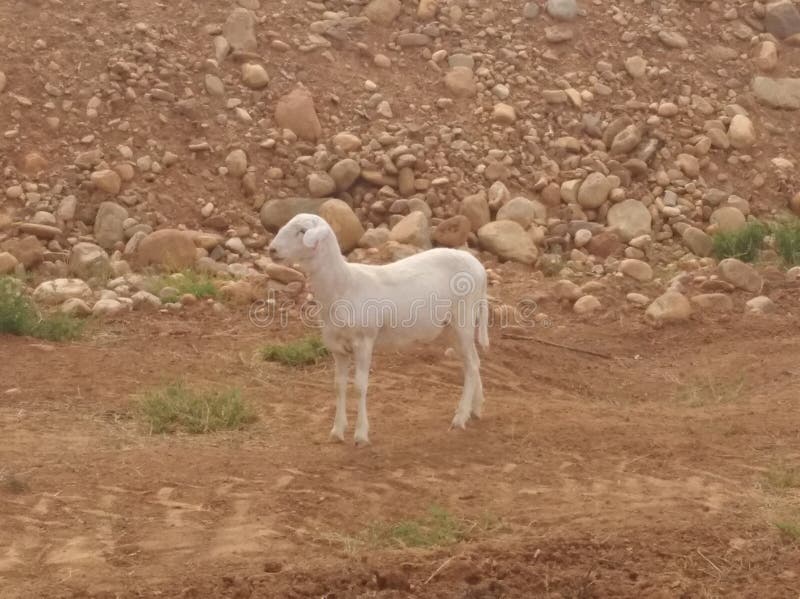 Meatmaster Sheep on Rural Farm - South Africa Stock Image - Image of ...
