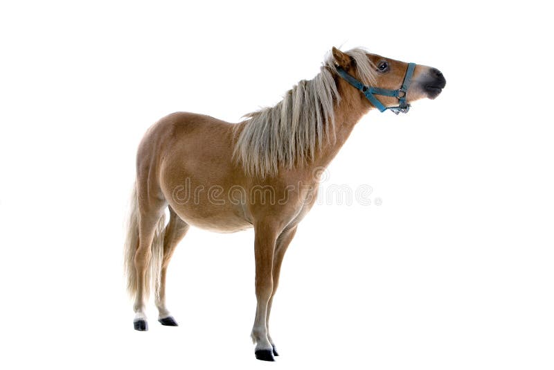 Klein lichtbruin paard stock afbeelding. Image of geïsoleerd - 2986971