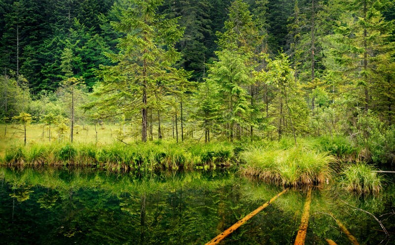 Klein meer in bos stock afbeelding. Image of milieu, boom - 33206809