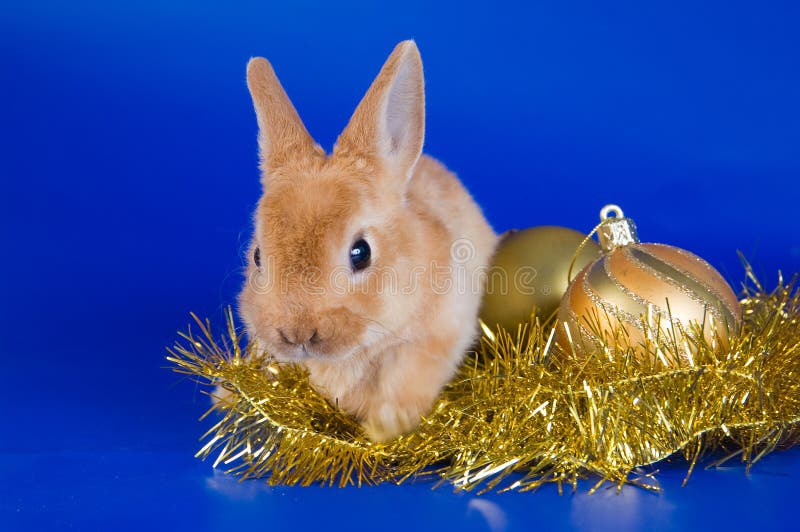 Klein pluizig konijn stock foto. Image of nieuw, achtergrond - 17130836