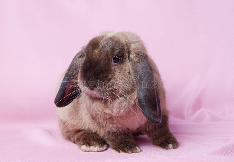 Klein pluizig konijn stock afbeelding. Image of achtergrond - 17130881