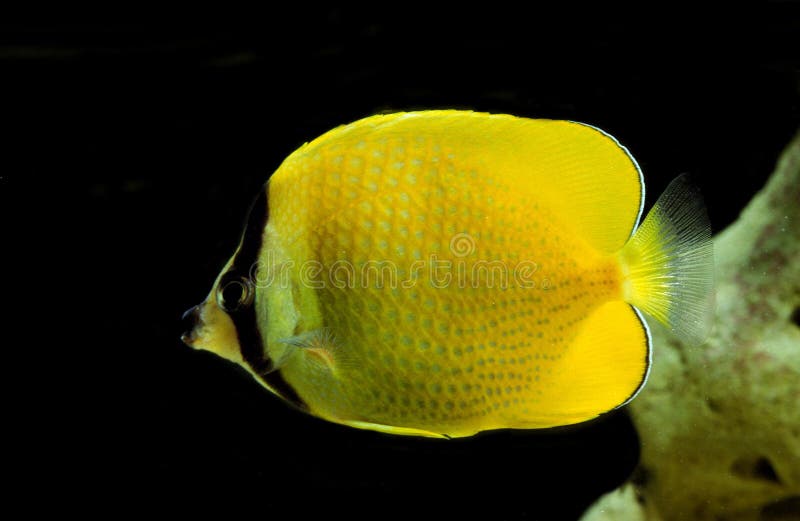 KLEIN`S BUTTERFLYFISH Chaetodon Kleinii Stock Image - Image of full ...