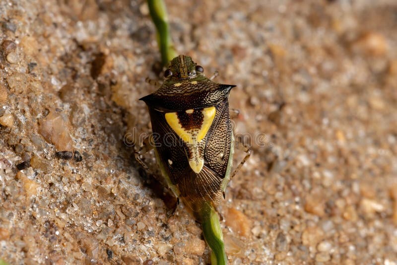 Klein stink bug stock foto. Image of wild, stinken, dier - 205055650