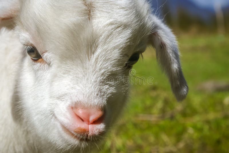 Klein Jong Geitje Met Witte Geit Stock Foto - Afbeelding bestaande uit ...