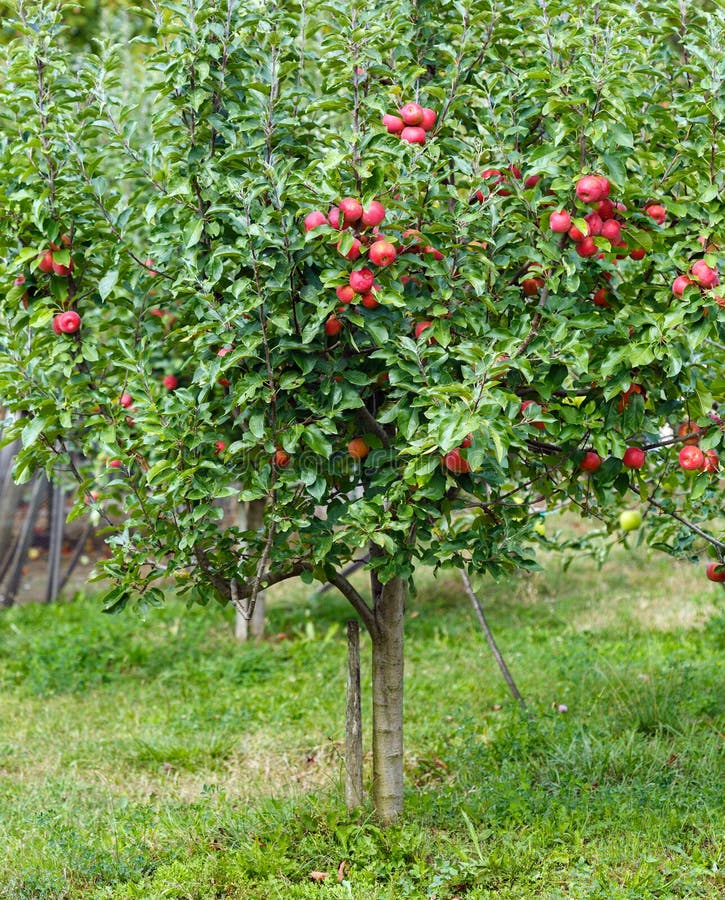Kleine Appelboom in Een Tuin Stock Afbeelding - Image of tuin, blad ...