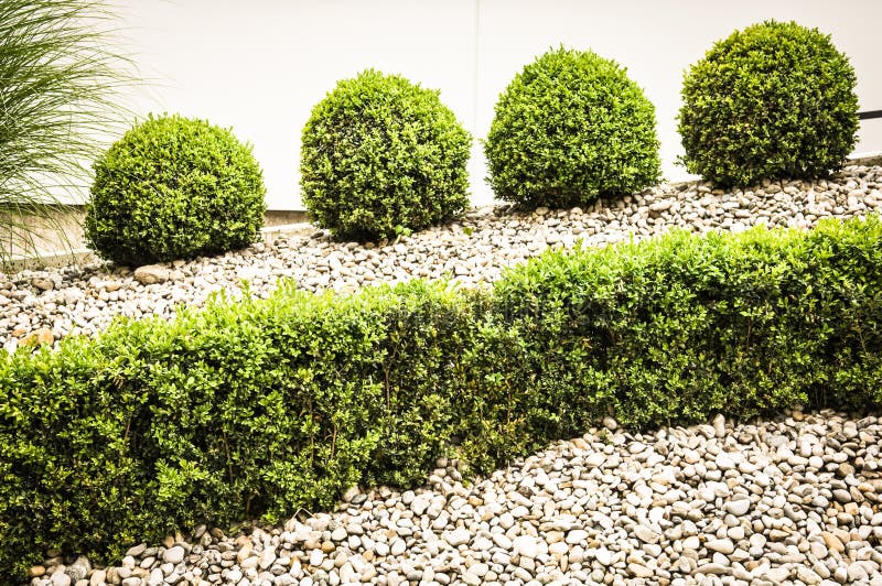 Kleine Büsche stockbild. Bild von grün, grau, garten - 29014847