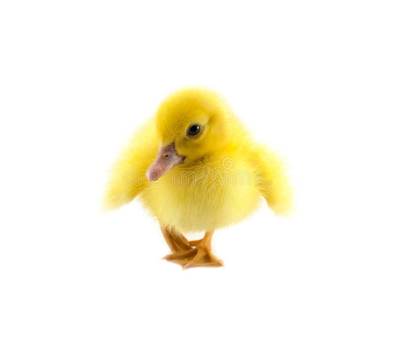 Kleines Babyentchen stockfoto. Bild von schätzchen, nett - 67254228