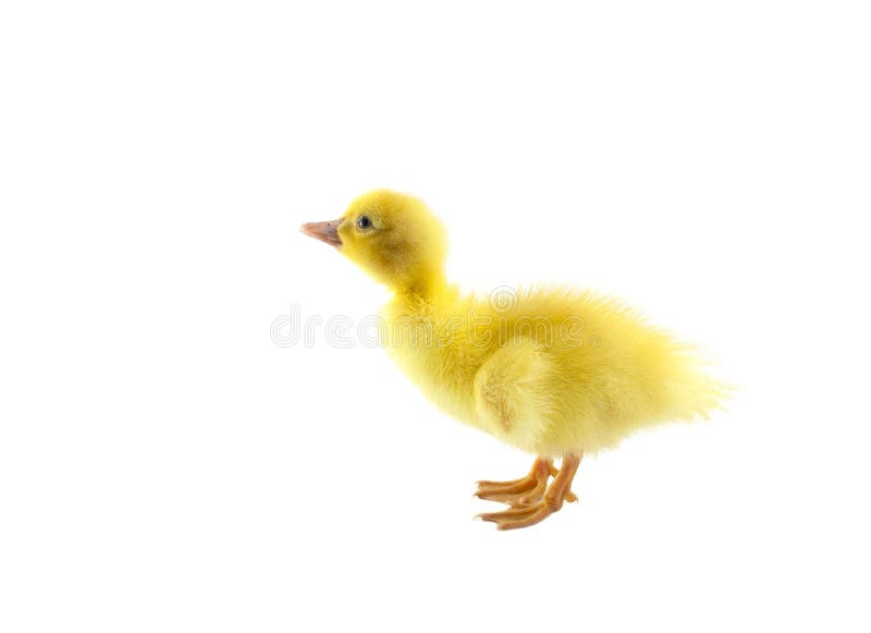 Kleines Babyentchen stockfoto. Bild von schätzchen, nett - 67254228