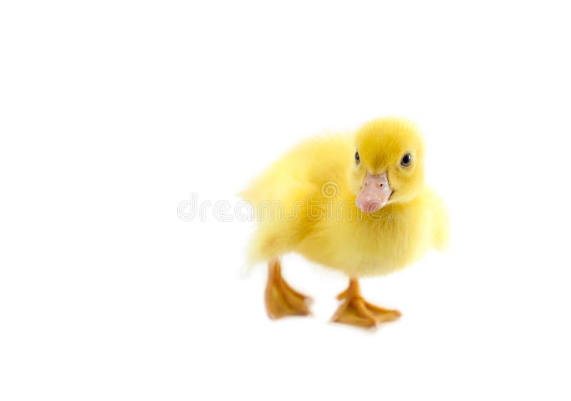 Kleine Baby-Ente stockfoto. Bild von schätzchen, nett - 67254228