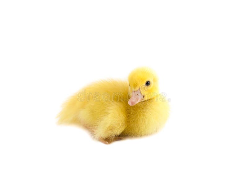 Kleine Baby-Ente stockfoto. Bild von schätzchen, nett - 67254228