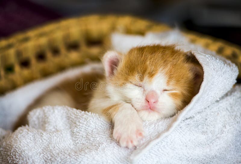 Kleine Babykatze stockbild. Bild von nahaufnahme, entspannung - 32251721