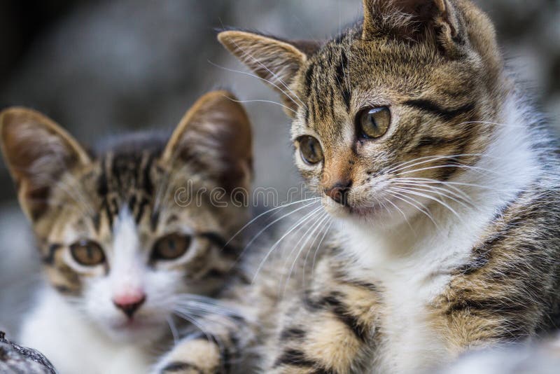 Babykatzen stockbild. Bild von haustiere, schwarzes, zwei - 39774677