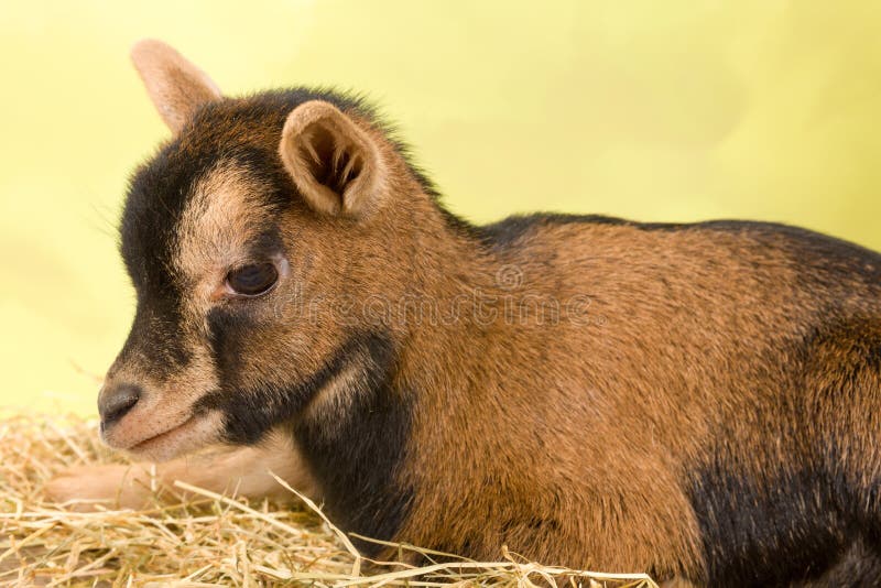 Kleine Baby Ziege Stock-Fotos - Laden Sie 53 Royalty-Free Fotos herunter