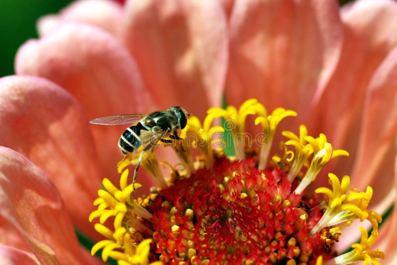 Kleine Biene Auf Einer Blume Stockfoto - Bild von summen, blütenstaub ...